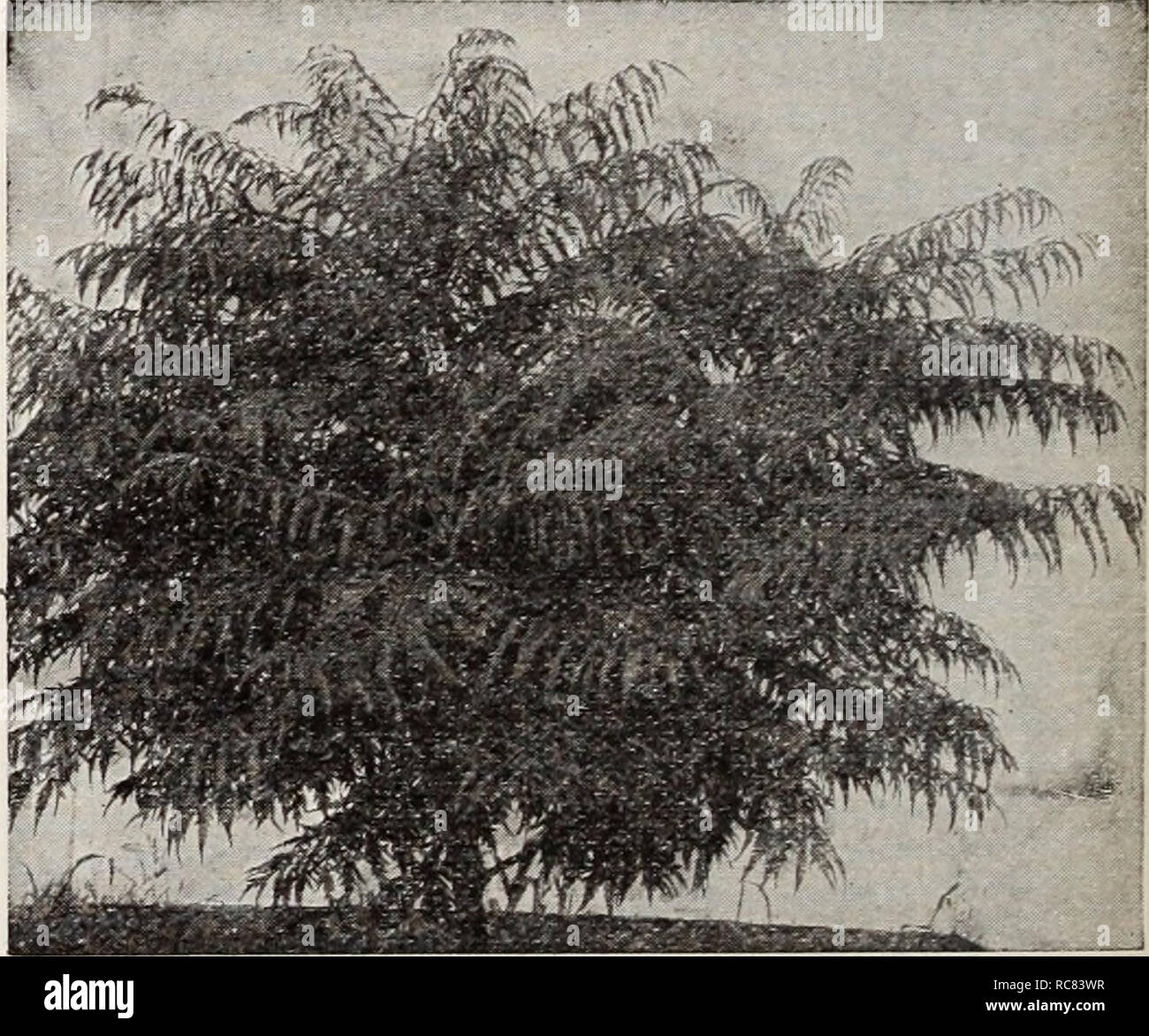 Japanese sumac hi-res stock photography and images - Alamy