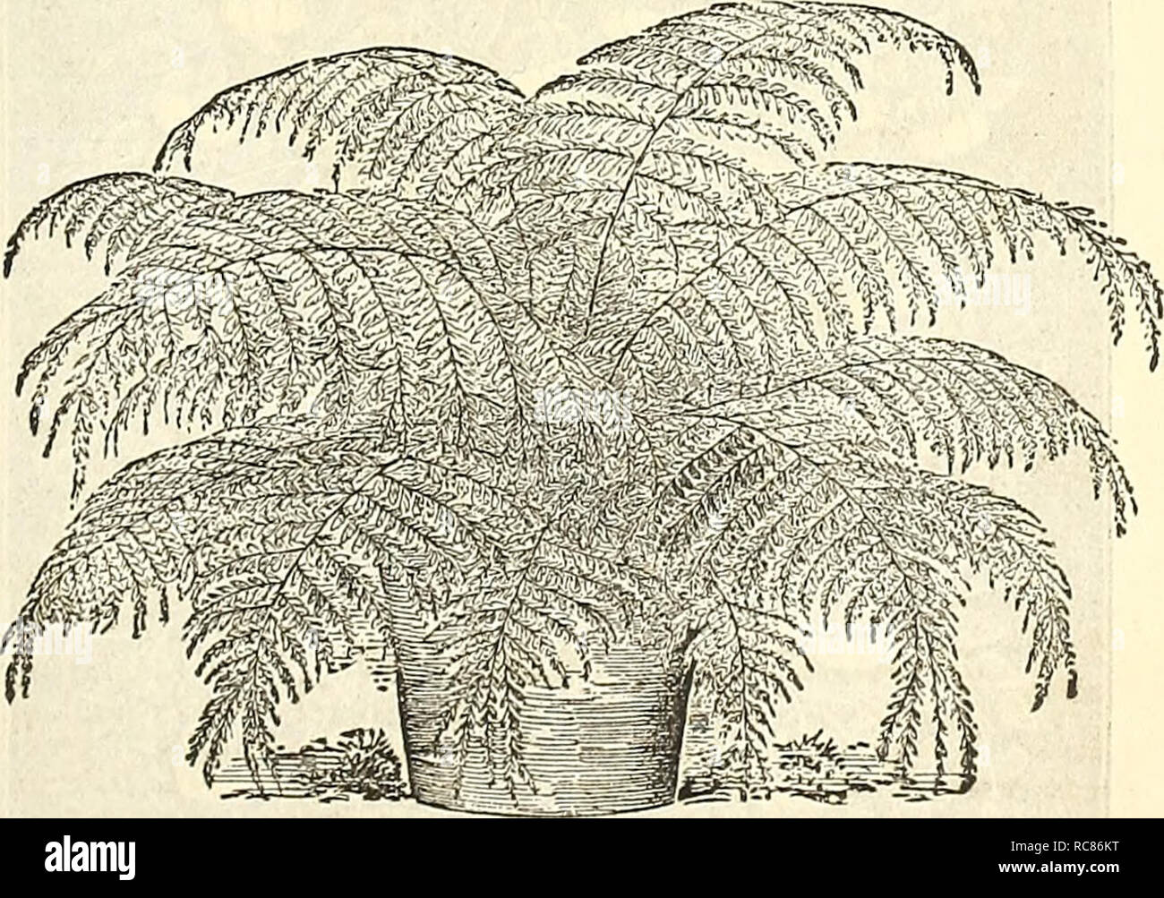 Australian fever tree hi-res stock photography and images - Alamy