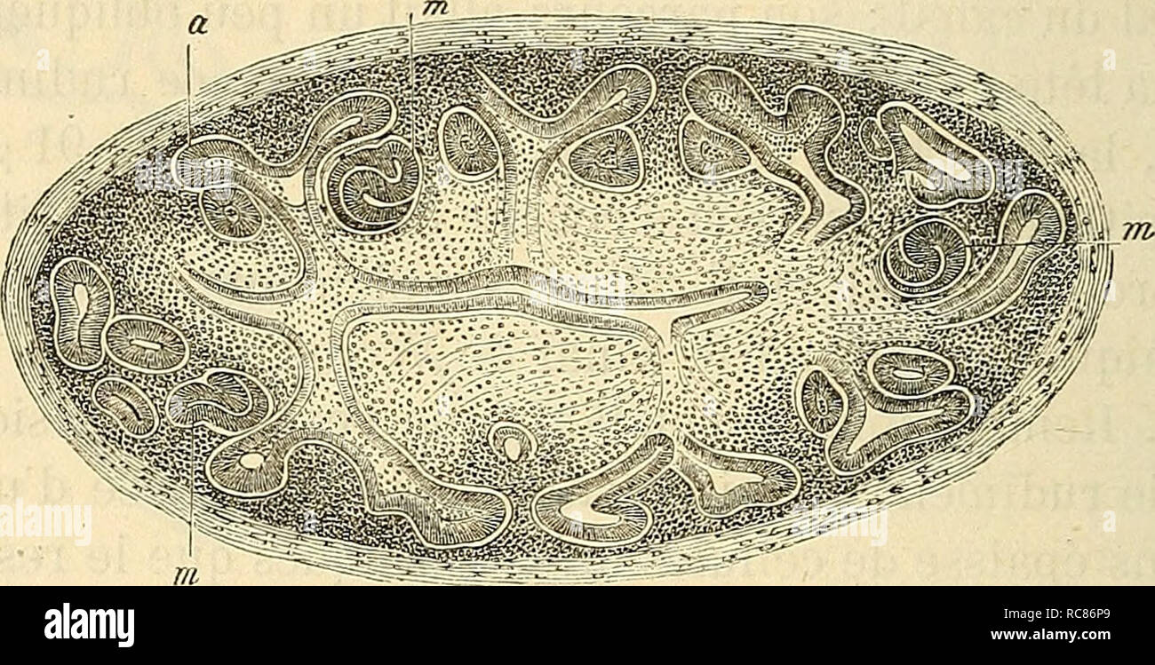 Organes urinaires hi-res stock photography and images - Alamy