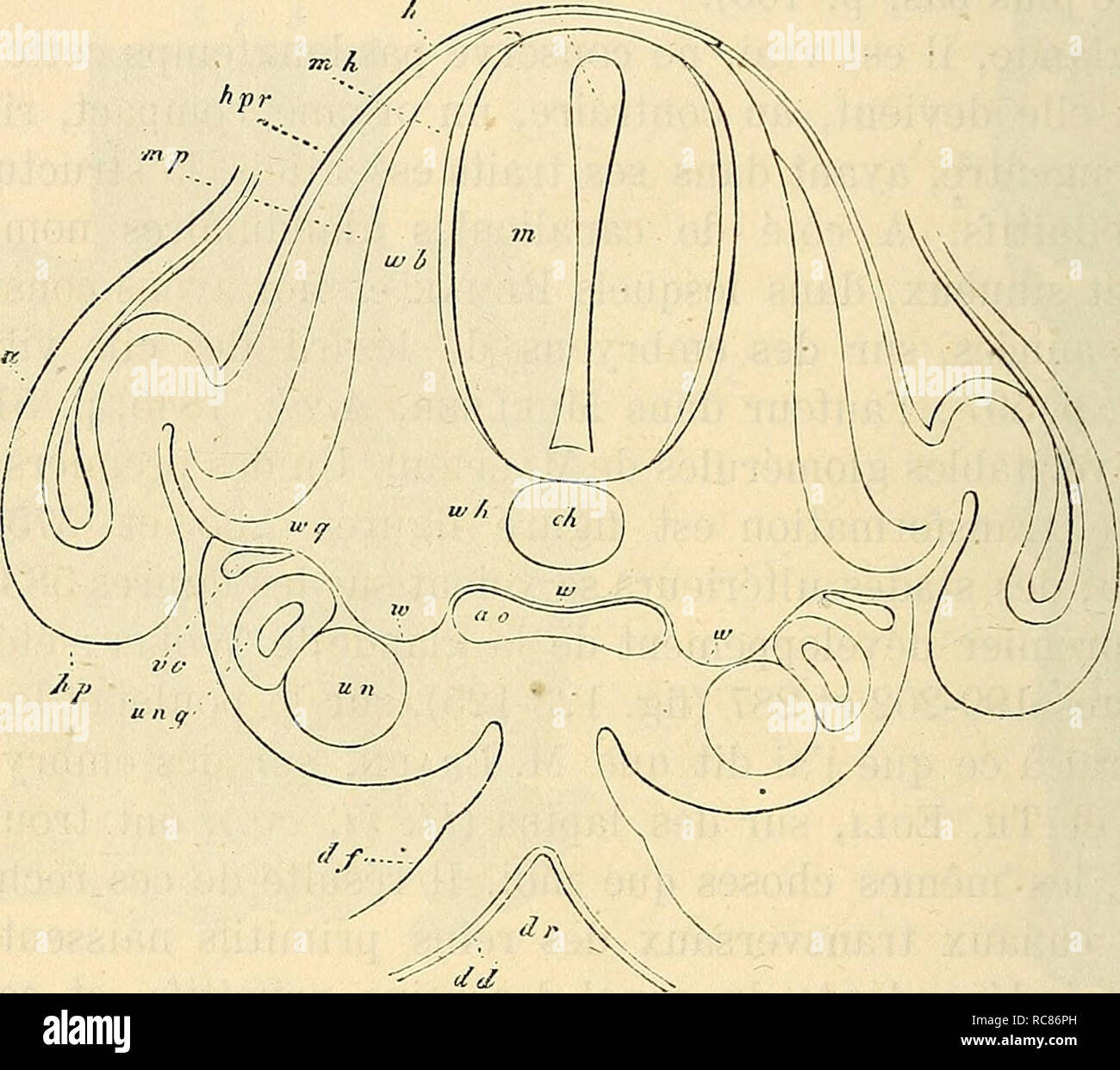 Organes urinaires hi-res stock photography and images - Alamy