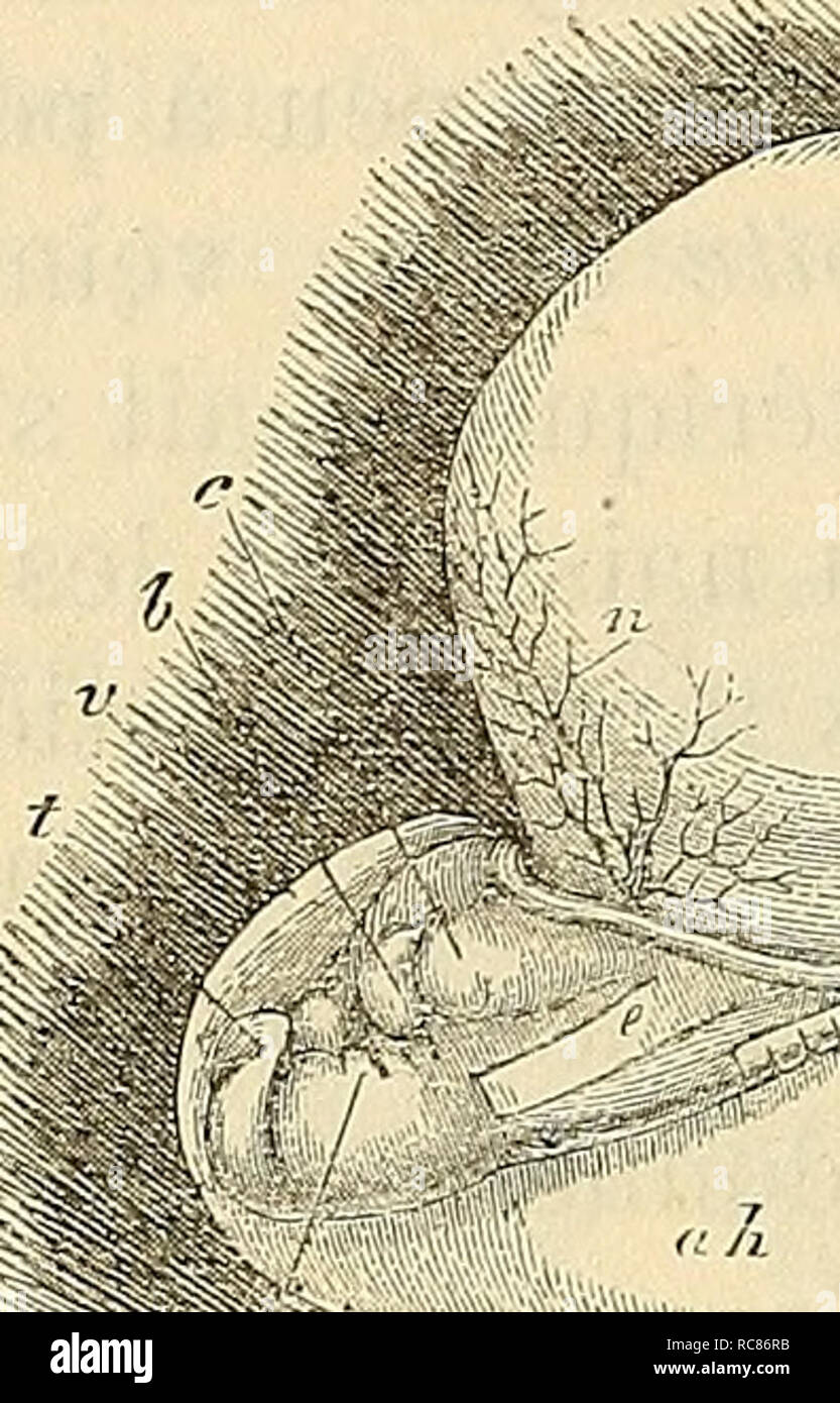 Cumer hi-res stock photography and images - Alamy