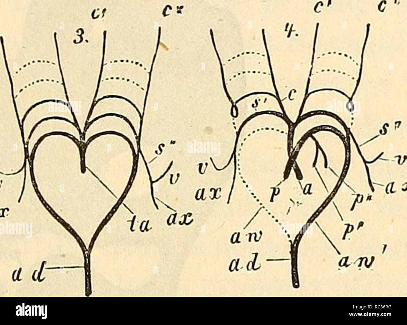 Arc de branches hi-res stock photography and images - Alamy