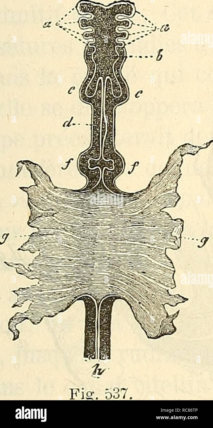 Le gotte hi-res stock photography and images - Alamy