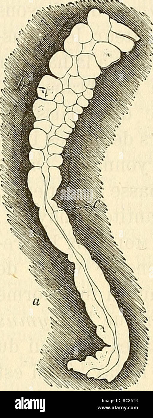 . Embryologie, ou, TraitÃ© complet du dÃ©veloppement de l'homme et des ...
