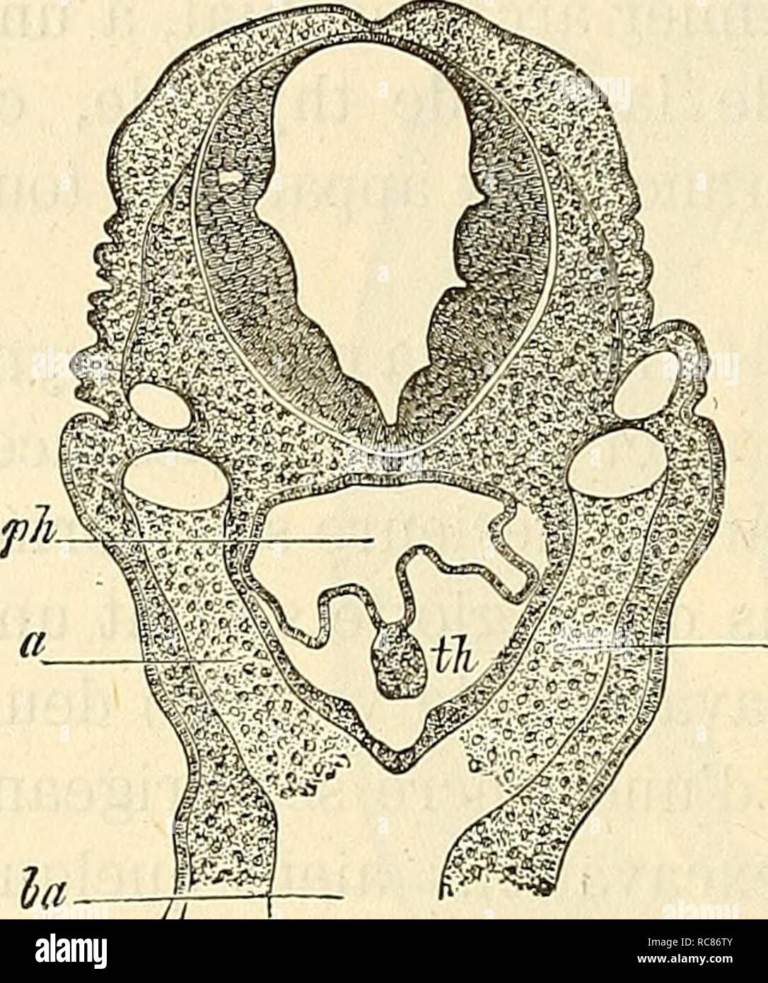 . Embryologie, ou, TraitÃ© complet du dÃ©veloppement de l'homme et des ...