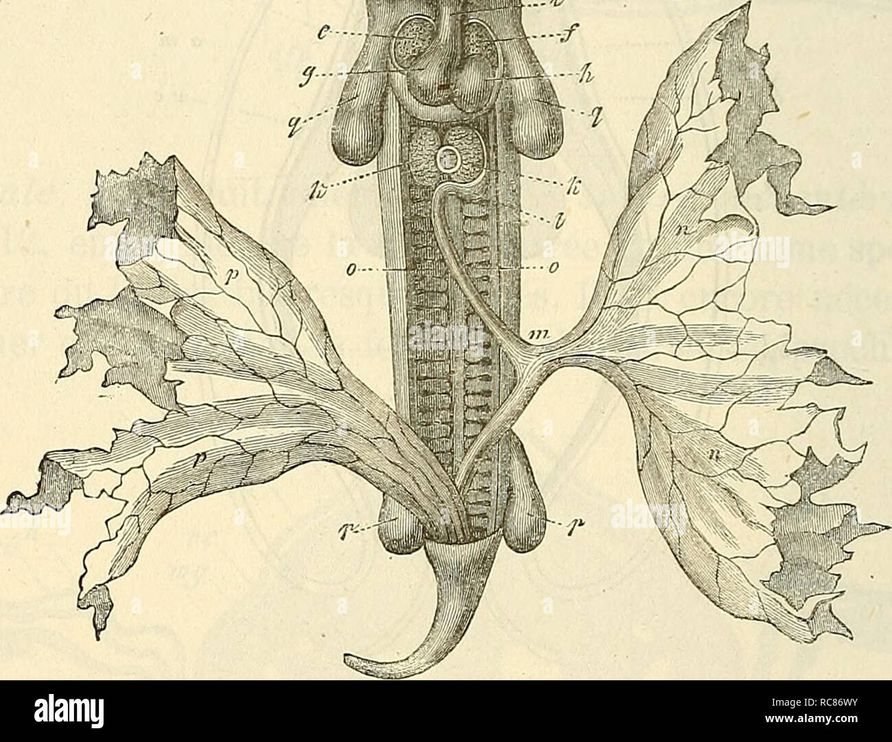 Mesogastrium hi-res stock photography and images - Alamy