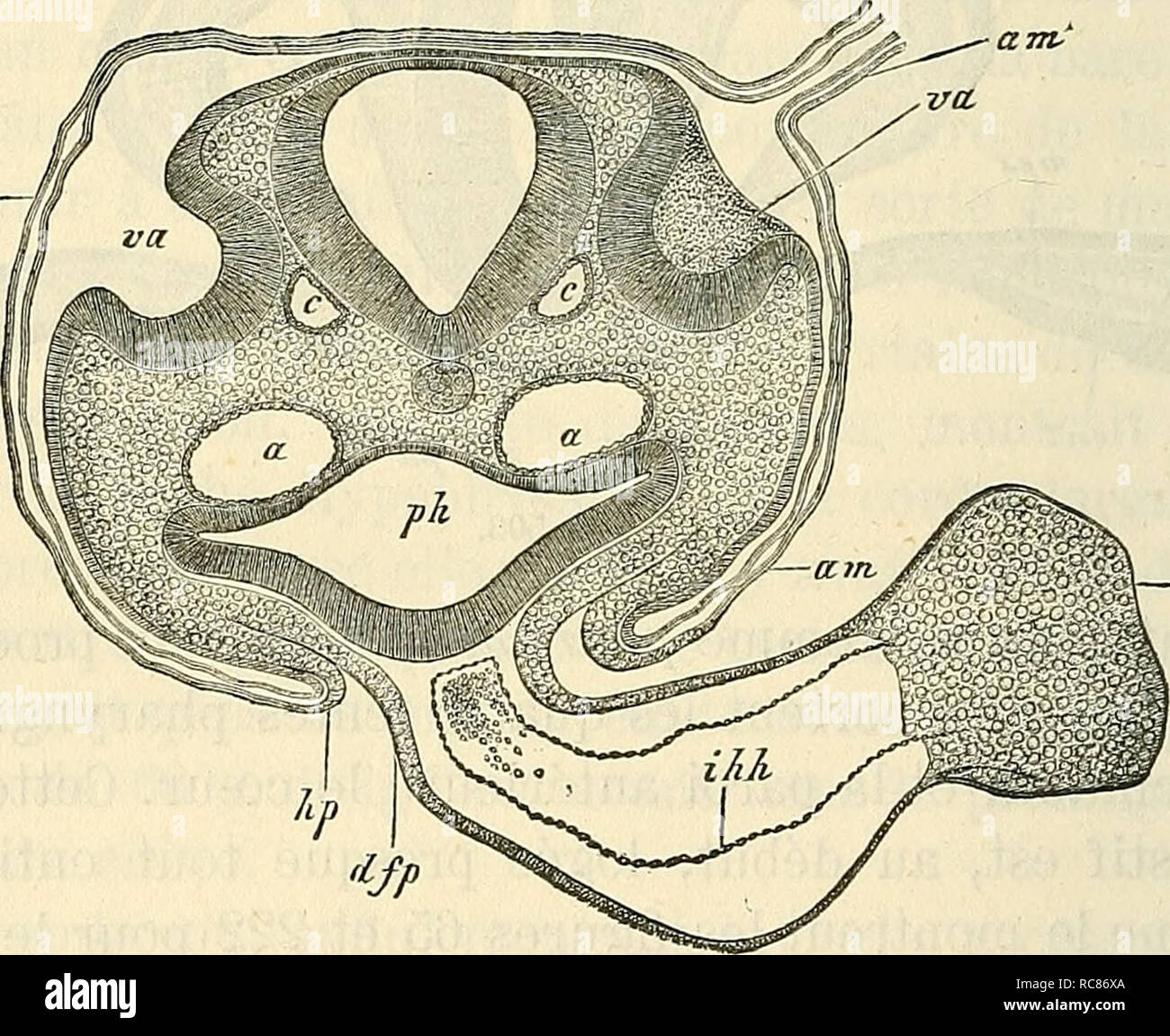 Aorte descendante hi-res stock photography and images - Alamy