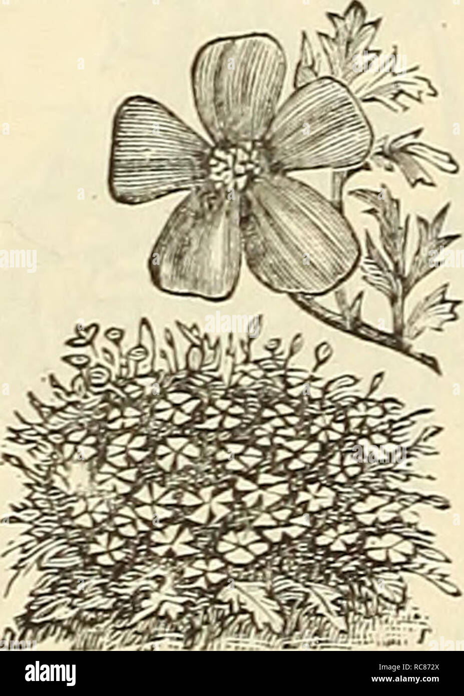 Theodore hardy hi-res stock photography and images - Alamy