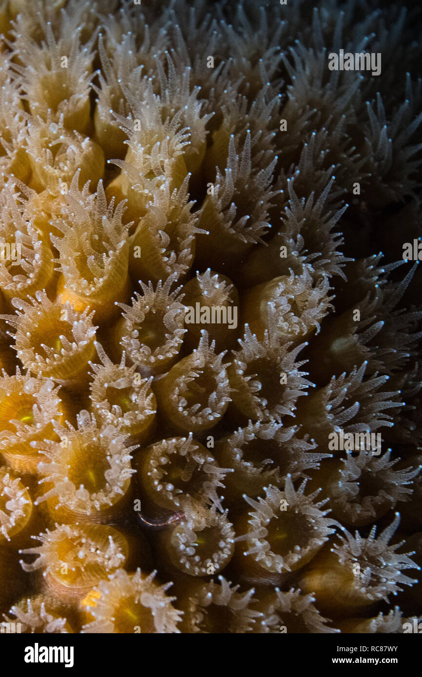 Alacranes reef hi-res stock photography and images - Alamy