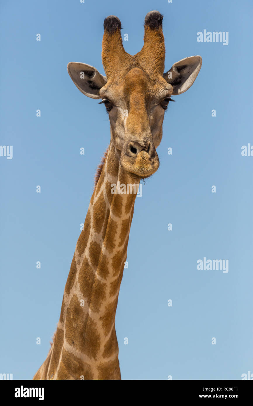 Male giraffe head neck hi-res stock photography and images - Alamy