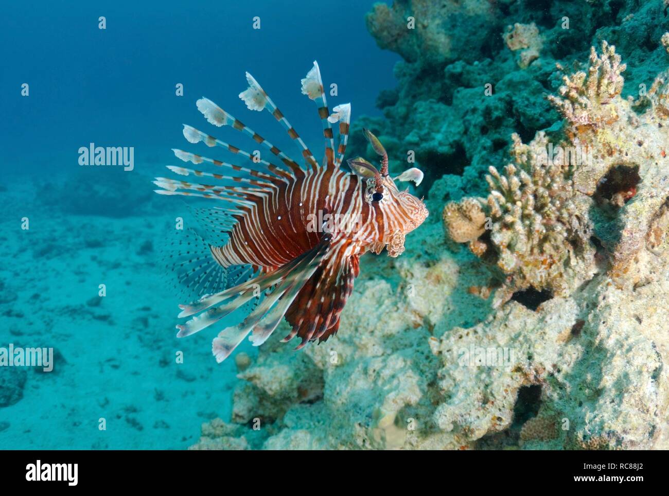 Red lionfish (Pterois volitans), Red Sea, Egypt, Africa Stock Photo - Alamy