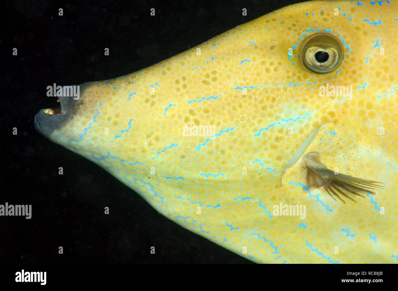 Scrawled filefish (Osbeckia scripta), Red Sea, Egypt, Africa Stock ...