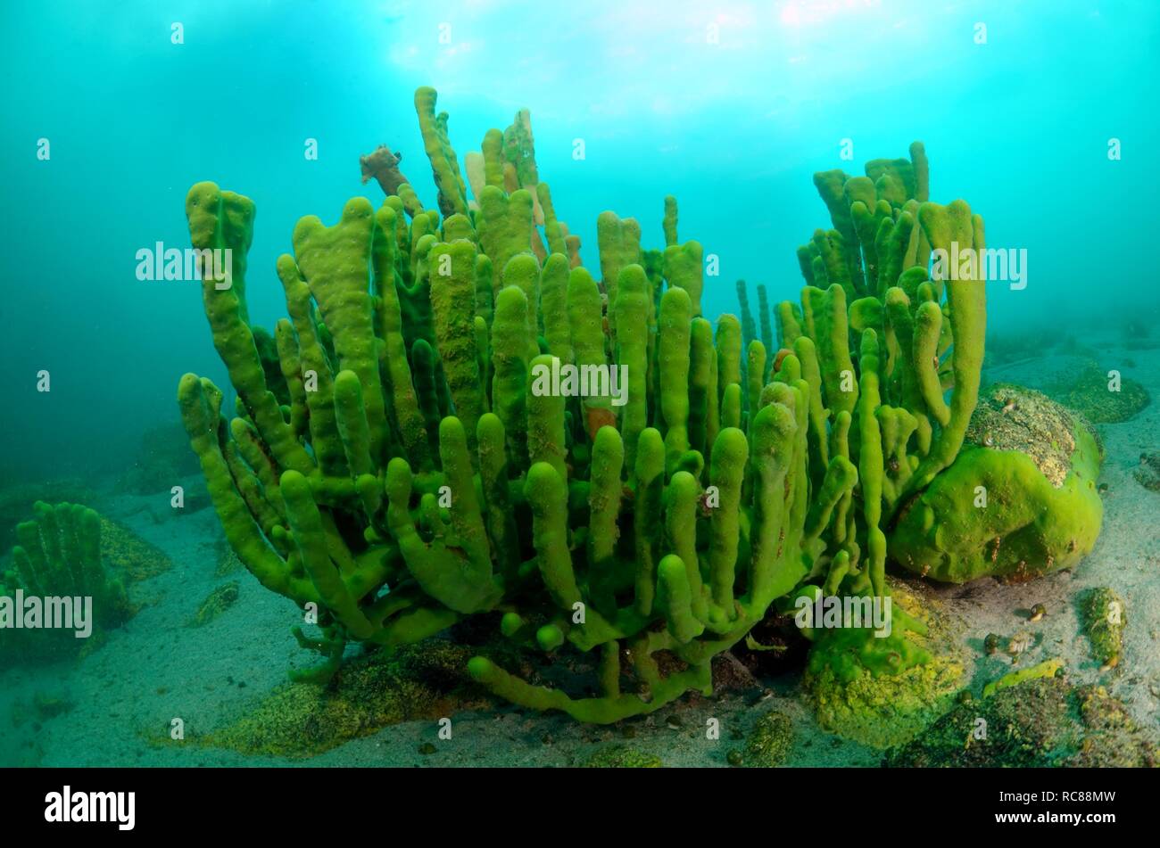 Demosponge (Lubomirskia baicalensis), Olkhon island, Lake Baikal ...