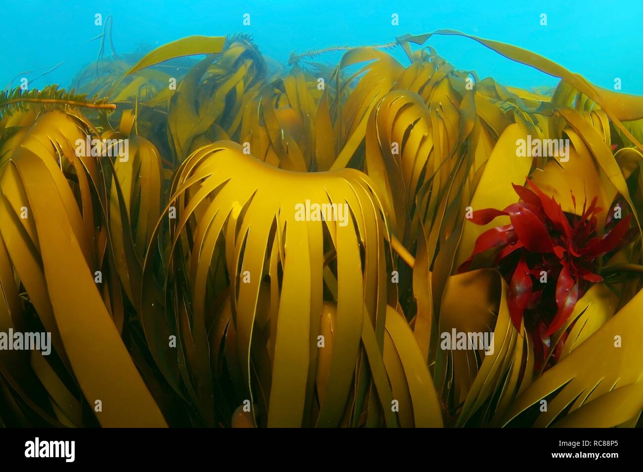 Tangle or Cuvie (Laminaria hyperborea), Russia, Barents Sea, Arctic ...