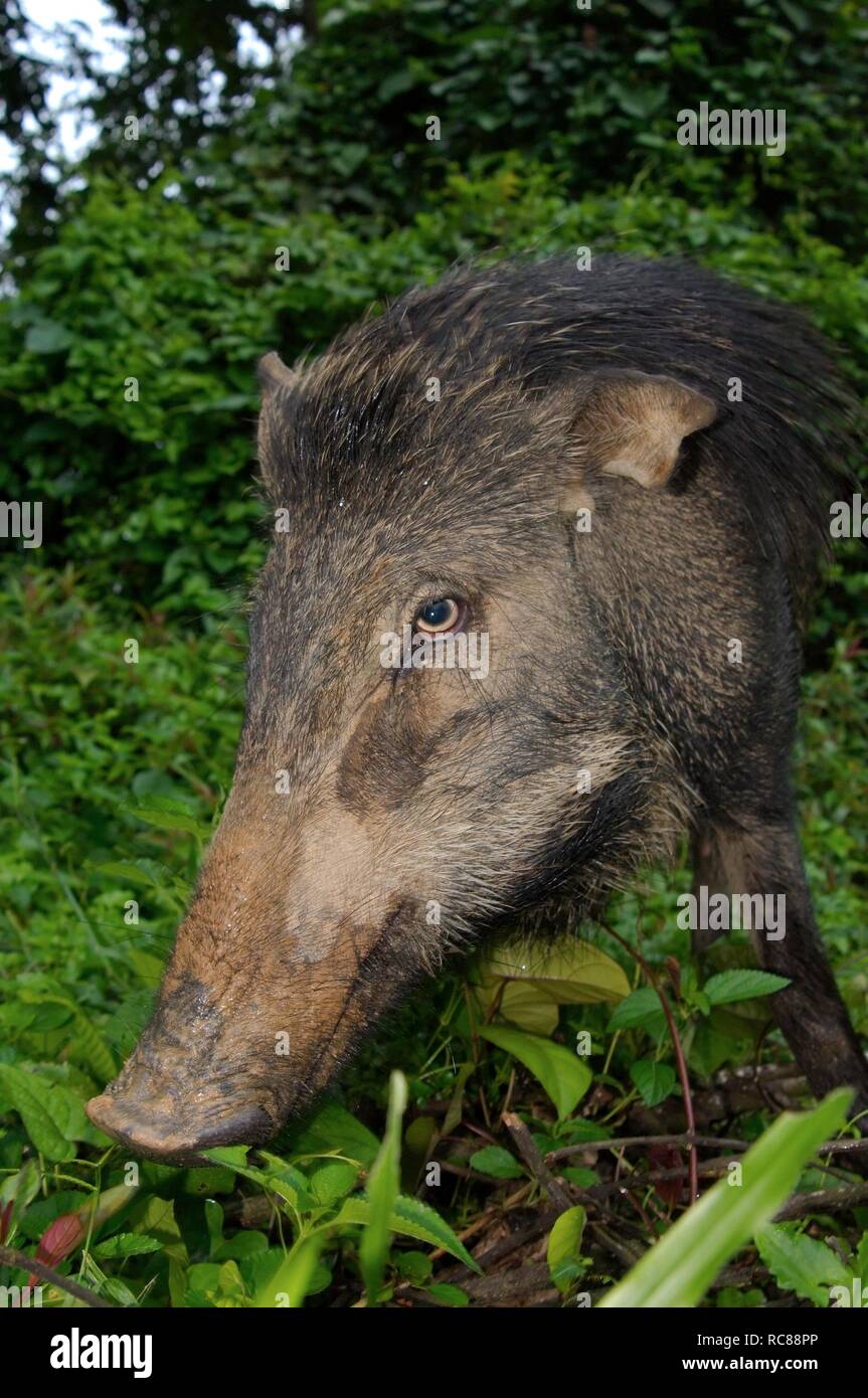 Sus scrofa vittatus hi-res stock photography and images - Alamy