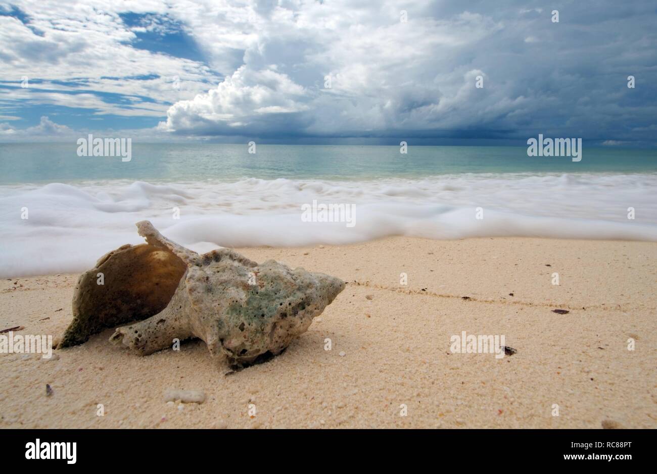 Shells Africa High Resolution Stock Photography and Images - Alamy