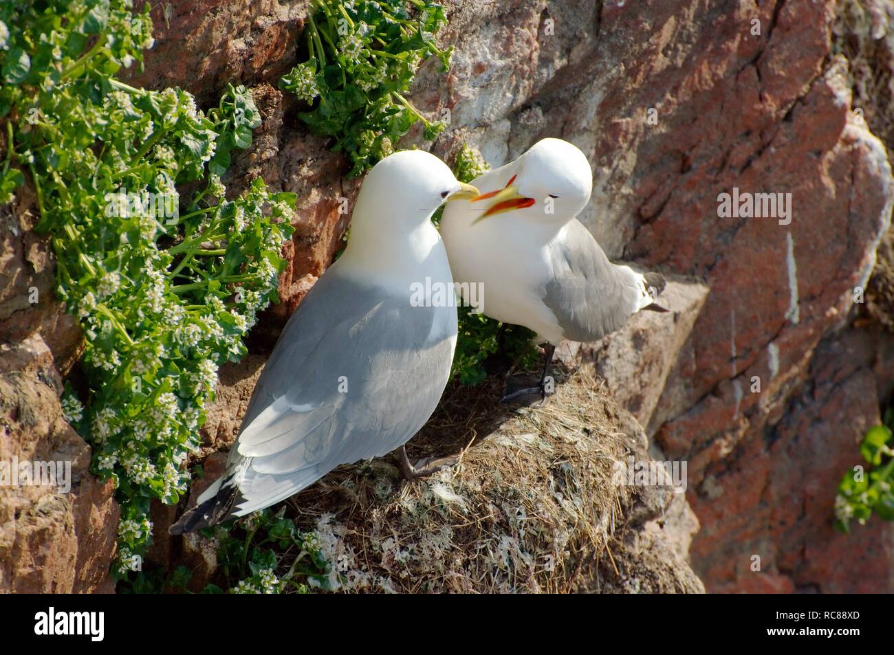 Common Gulls (Larus canus linnaeus), near Barents Sea, Russia, Arctic ...
