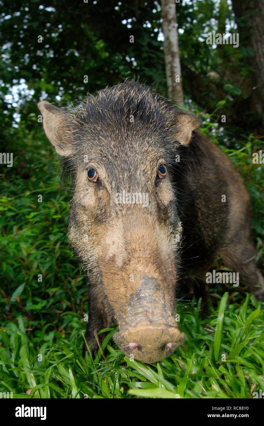 Wild boar (Sus scrofa), portrait, Malaysia Stock Photo - Alamy
