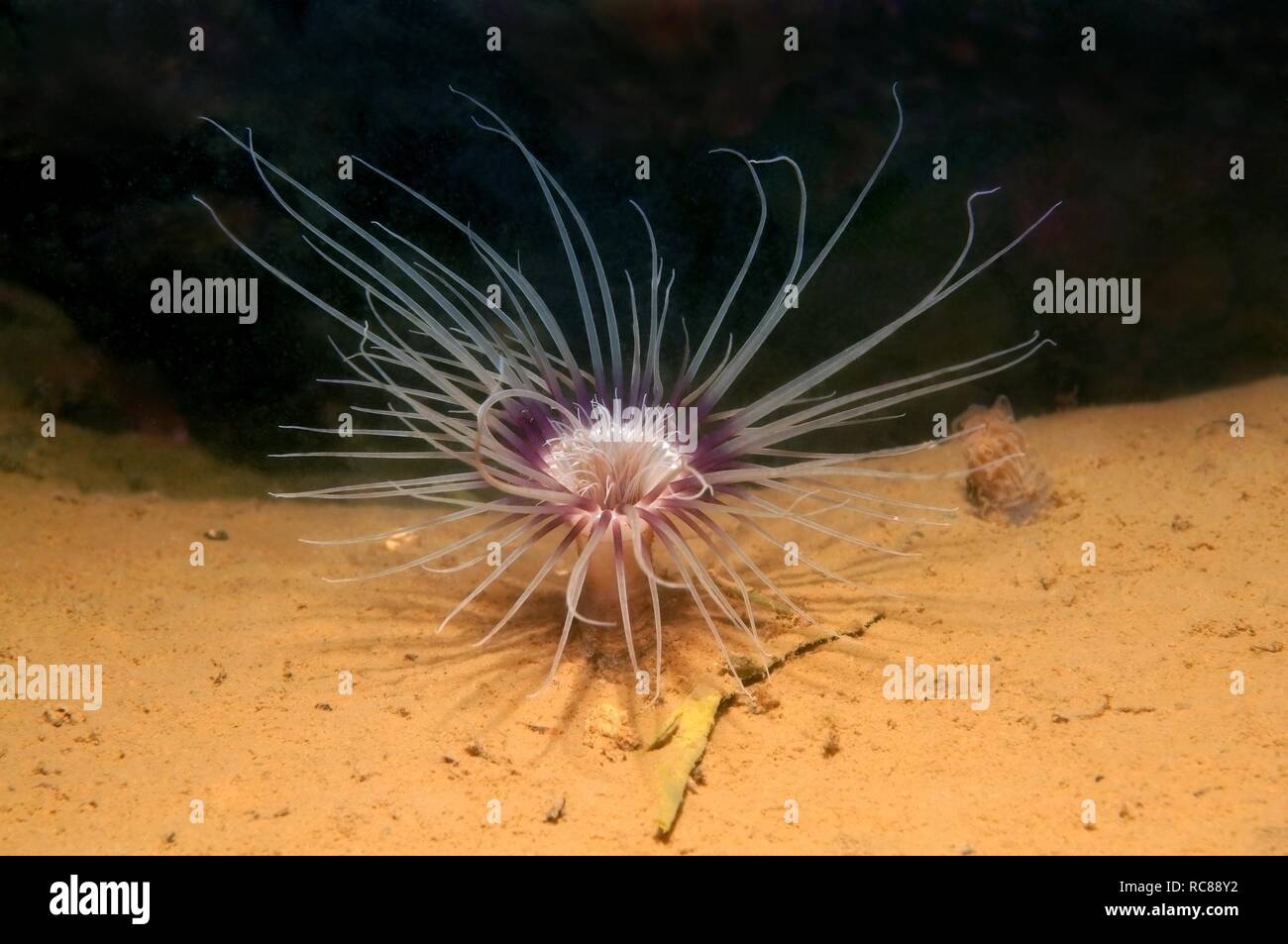 Tube-dwelling anemone, Tubed anemone or cerianthid (Cerianthus lloydi ...