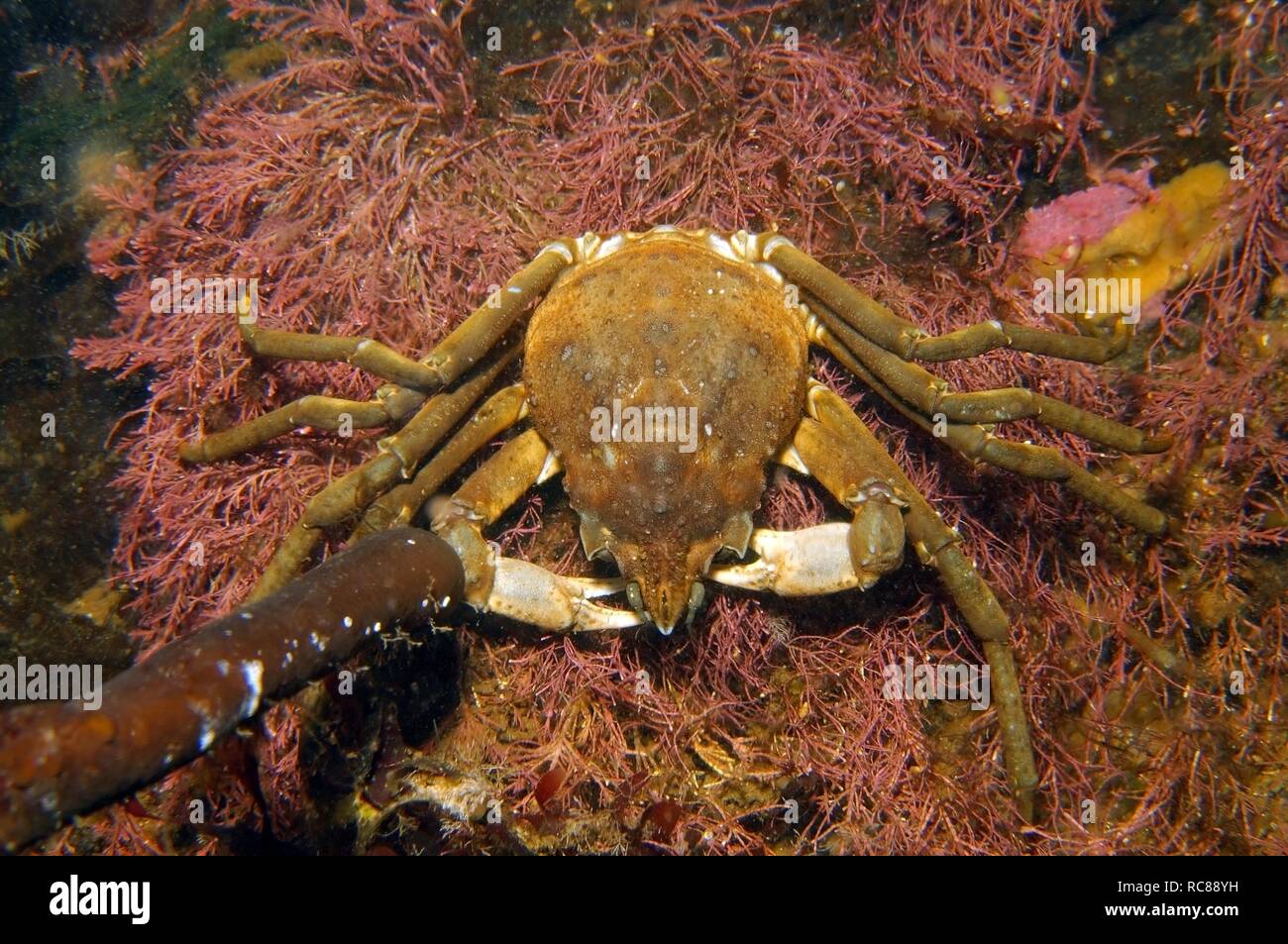 Spider crab (Hyas araneus), White Sea, Kareliya, Russia, Arctic Stock ...