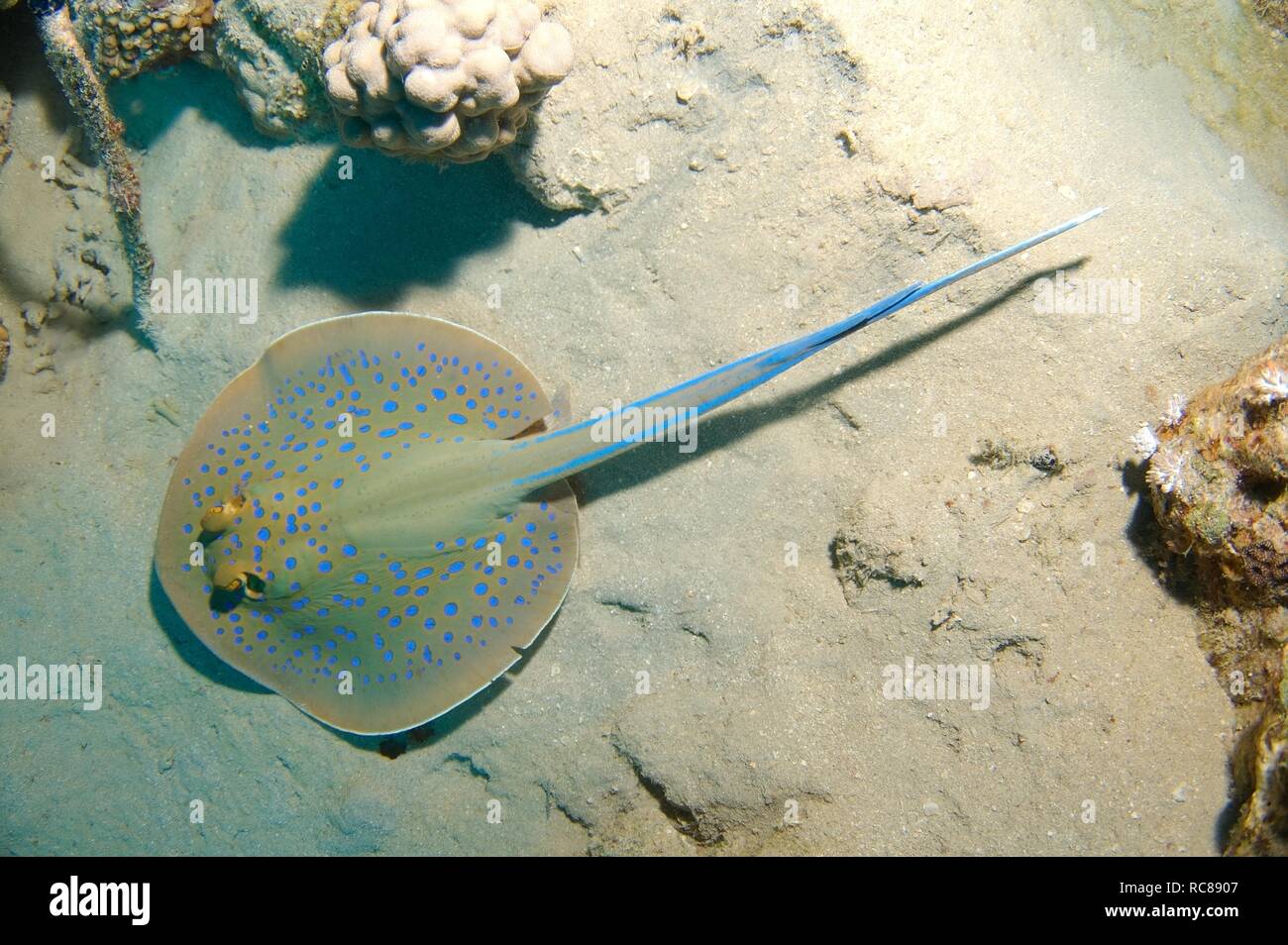 Blue spotted stingray (Taeniura lymma), Red Sea, Egypt, Africa Stock ...