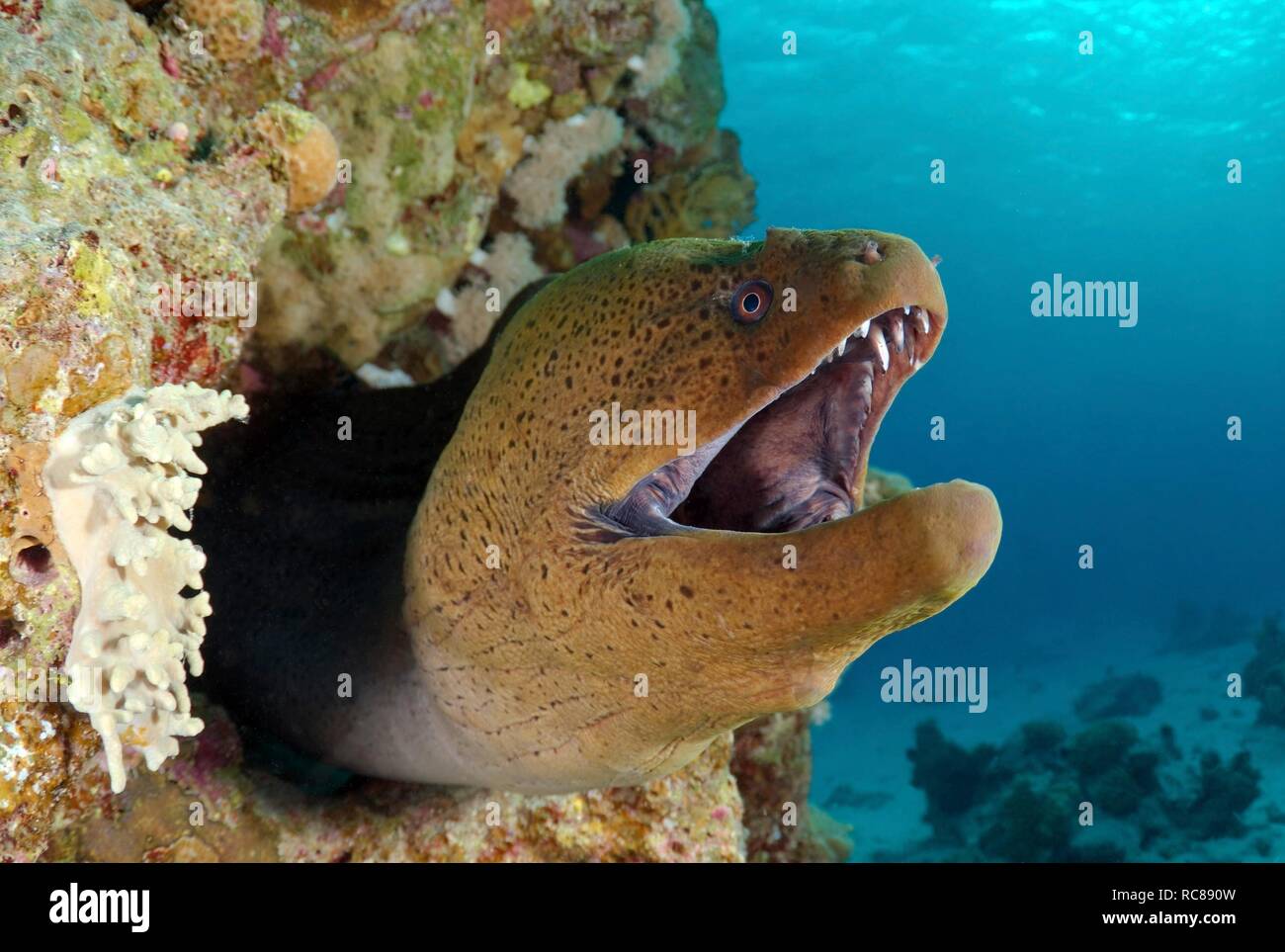 Giant moray (Gymnothorax javanicus), Red Sea, Egypt, Africa Stock Photo ...