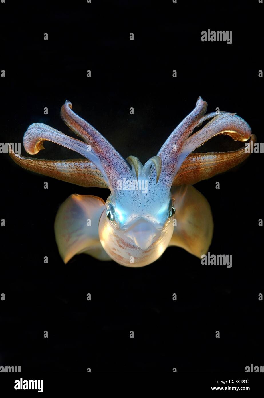 Bigfin reef squid (Sepioteuthis lessoniana), Red Sea, Egypt, Africa ...