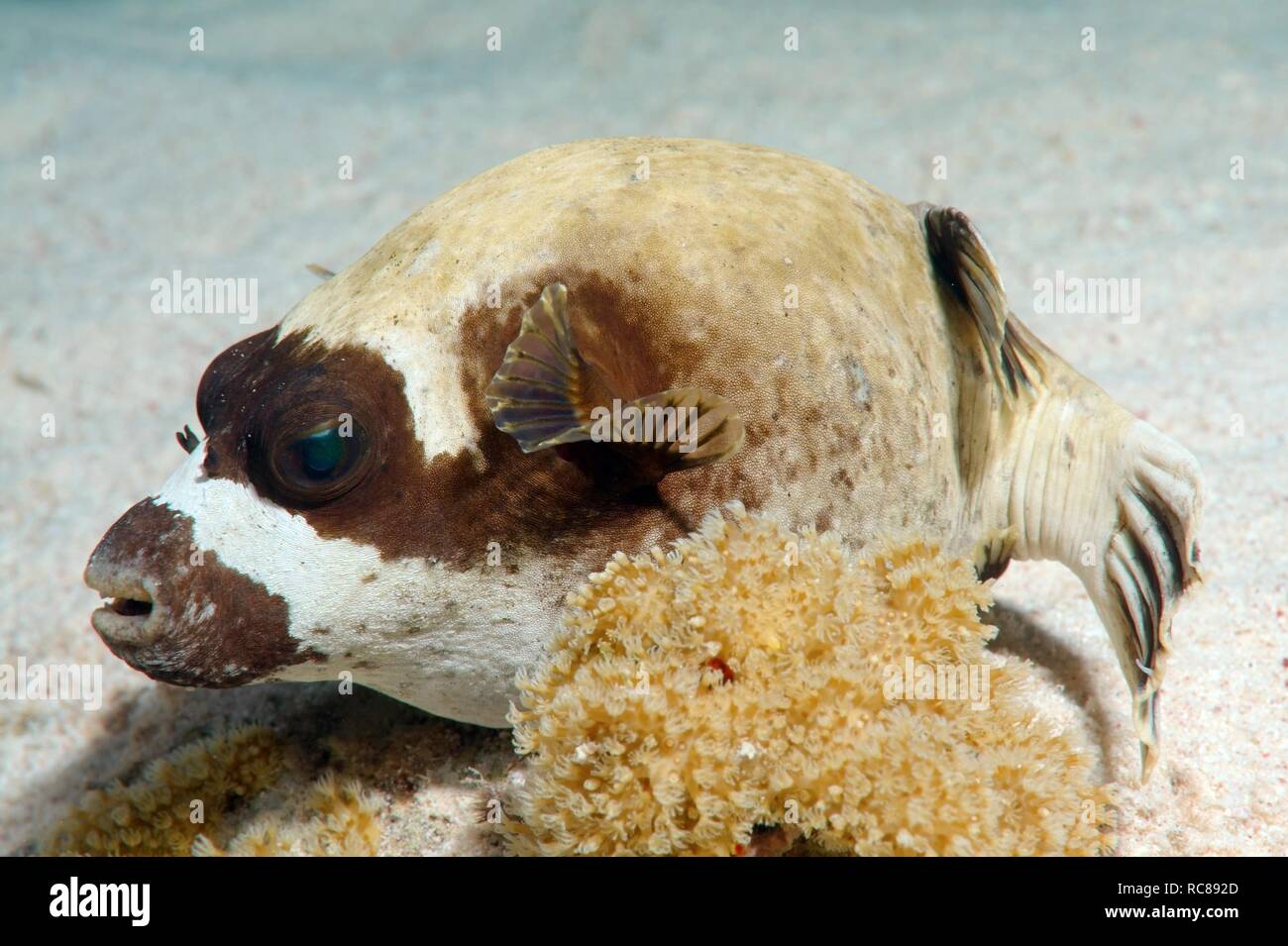Masked puffer (Arothron diadematus), Red Sea, Egypt, Africa Stock Photo ...