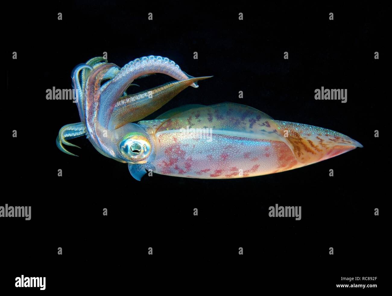 Bigfin reef squid (Sepioteuthis lessoniana), Red Sea, Egypt, Africa ...