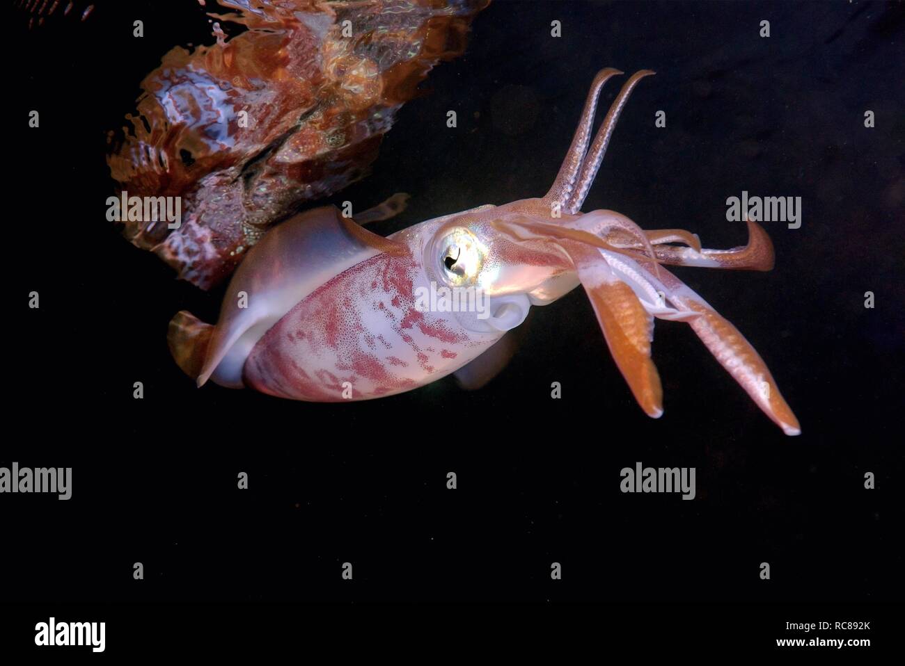 Bigfin reef squid (Sepioteuthis lessoniana), Red Sea, Egypt, Africa ...