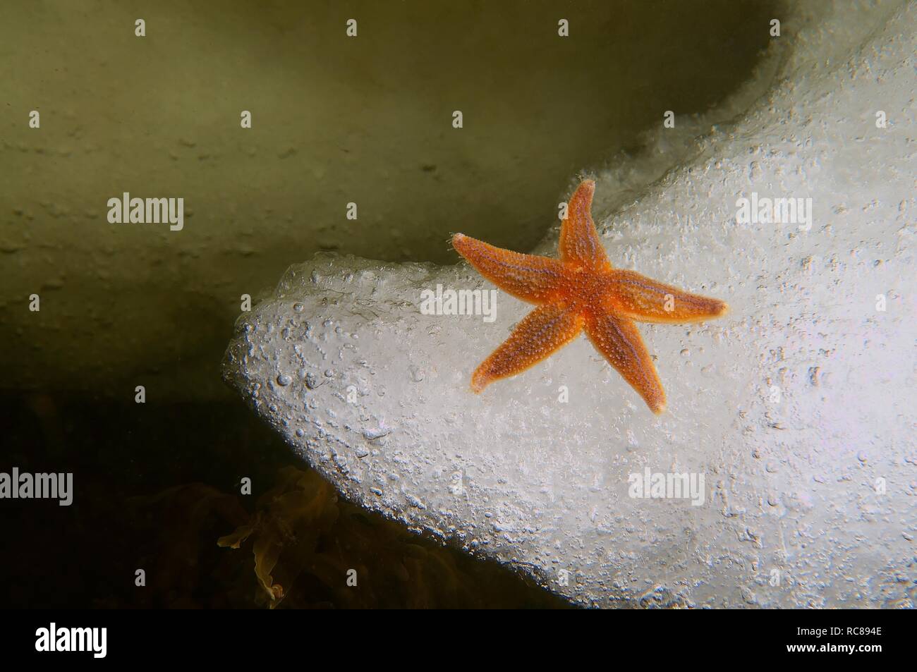 Common Starfish (Asterias rubens), White Sea, Kareliya, Karelia, north ...