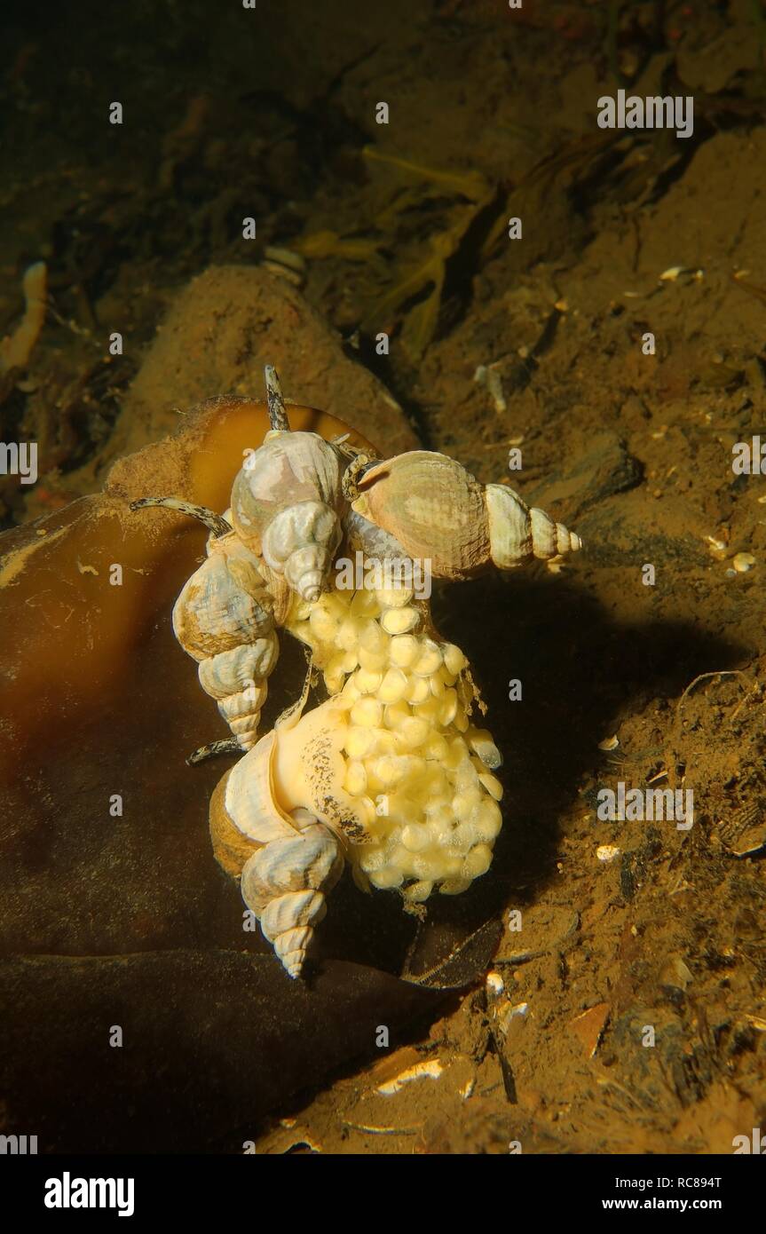 Mollusc nassa hi-res stock photography and images - Alamy