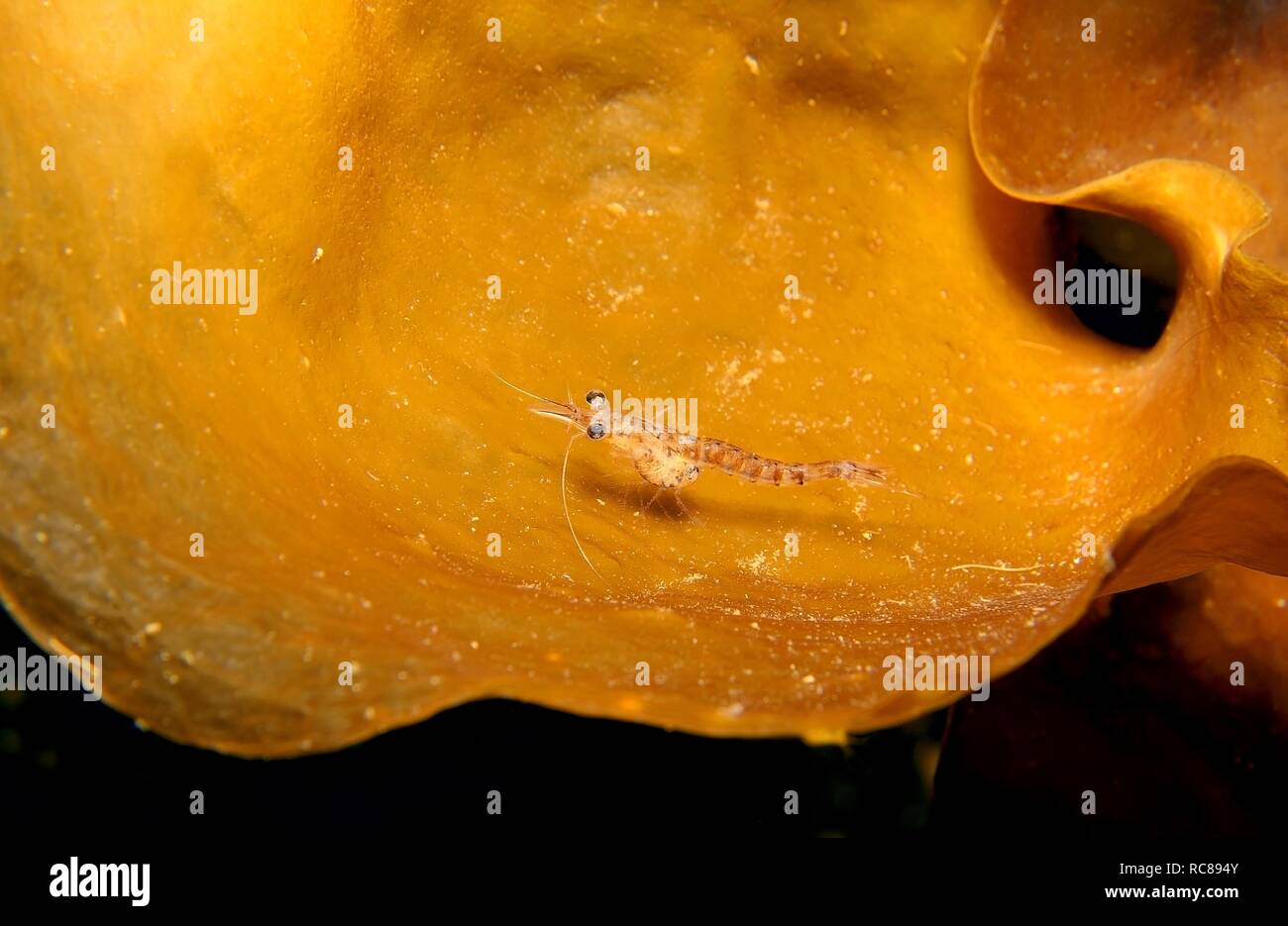 Shrimp species (Eualus pusiolus), White Sea, Kareliya, Karelia, north ...