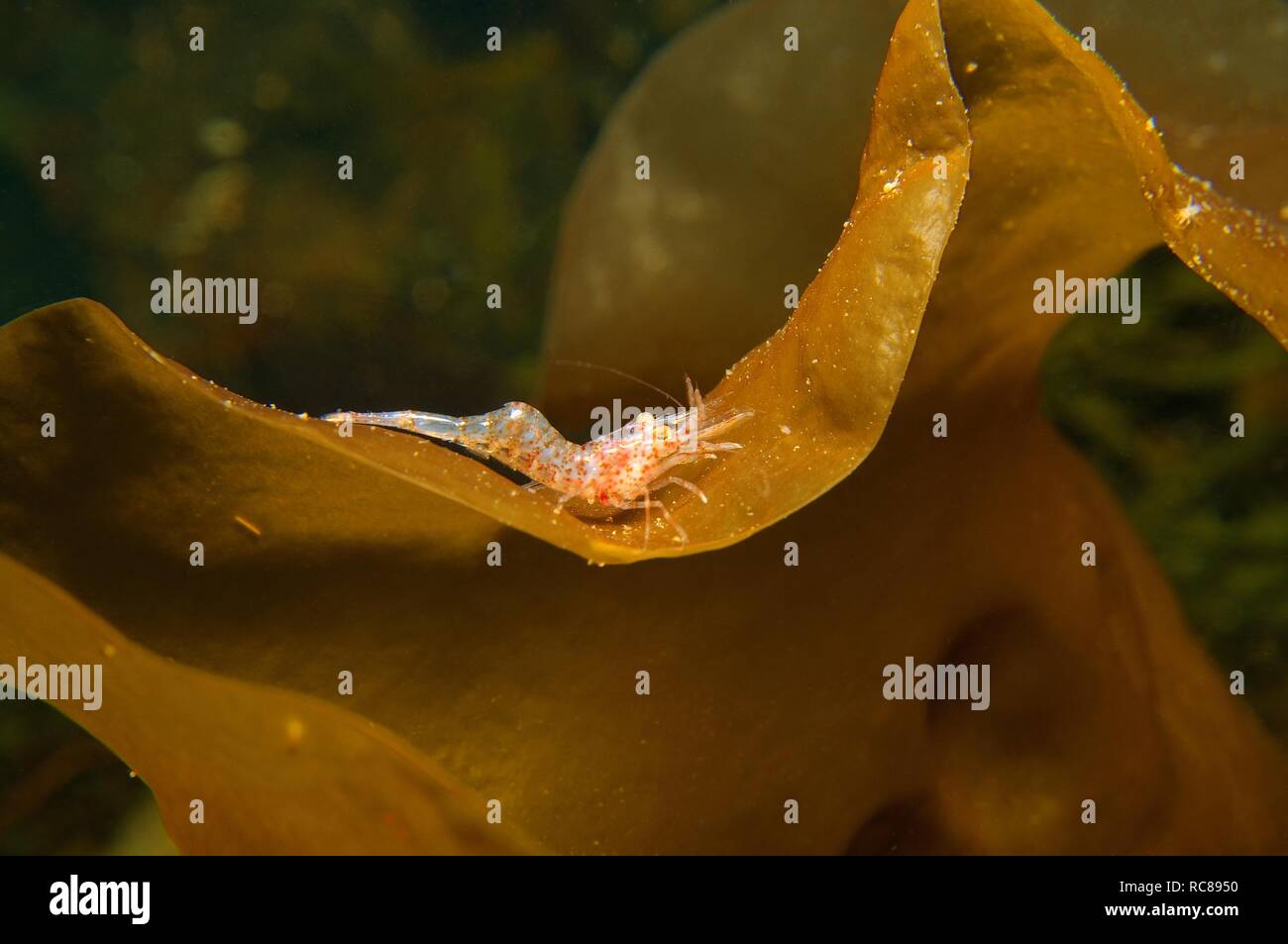 Shrimp species (Eualus pusiolus), White Sea, Kareliya, Karelia, north ...