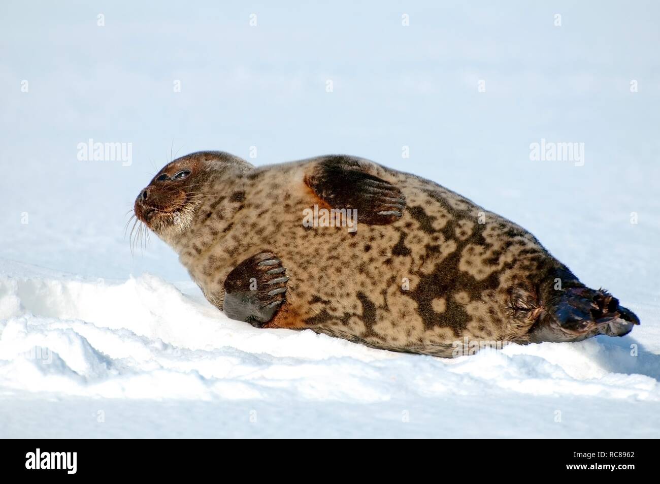 Ringed seal (Pusa hispida), White Sea, Kareliya, Karelia, north Russia ...
