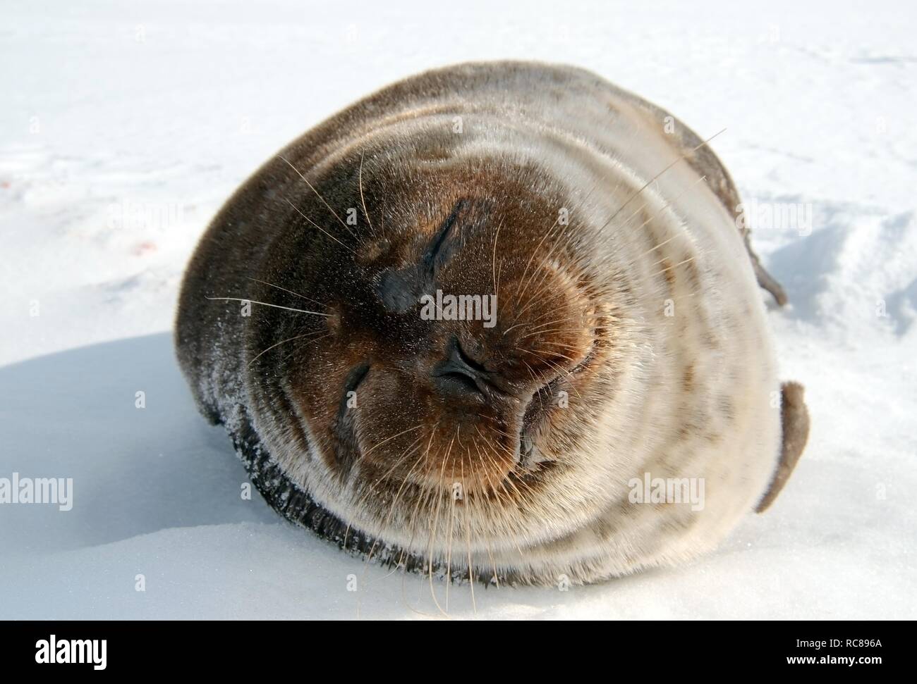 Ringed seal (Pusa hispida), White Sea, Kareliya, Karelia, north Russia ...