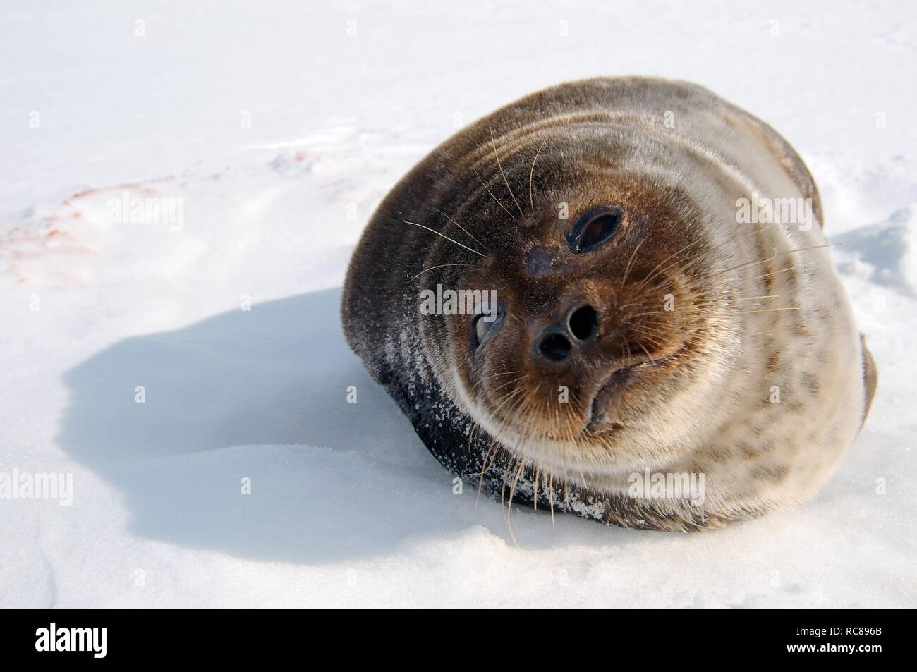 Ringed seal (Pusa hispida), White Sea, Kareliya, Karelia, north Russia ...