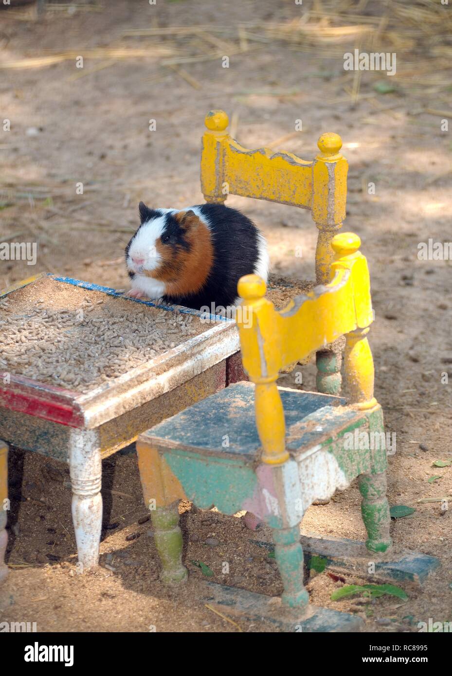 Guinea pig (Cavia porcellus) sitting on miniature chair at a miniature ...