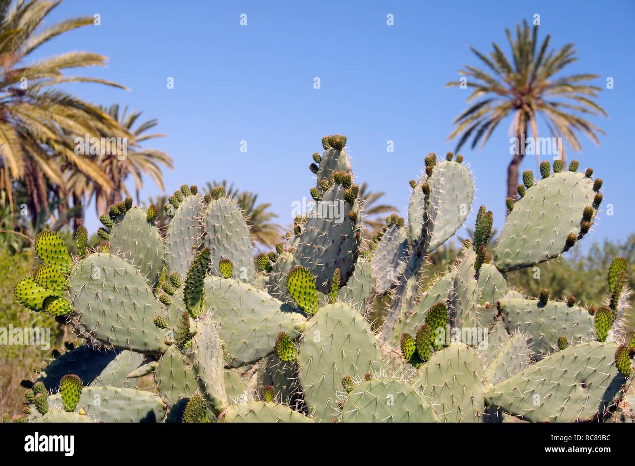 Cactus tunisia hi-res stock photography and images - Alamy