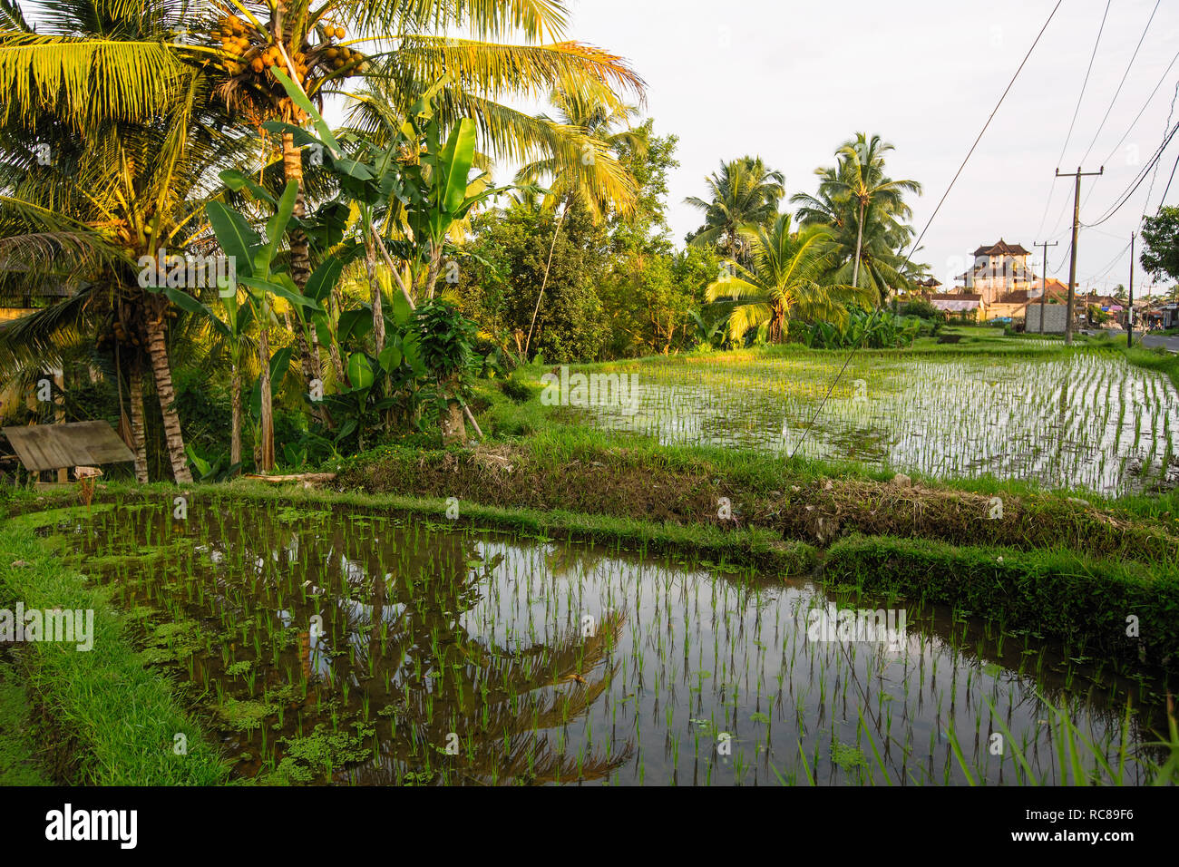 Green rice terraces in Bali island, Indonesia Stock Photo - Alamy