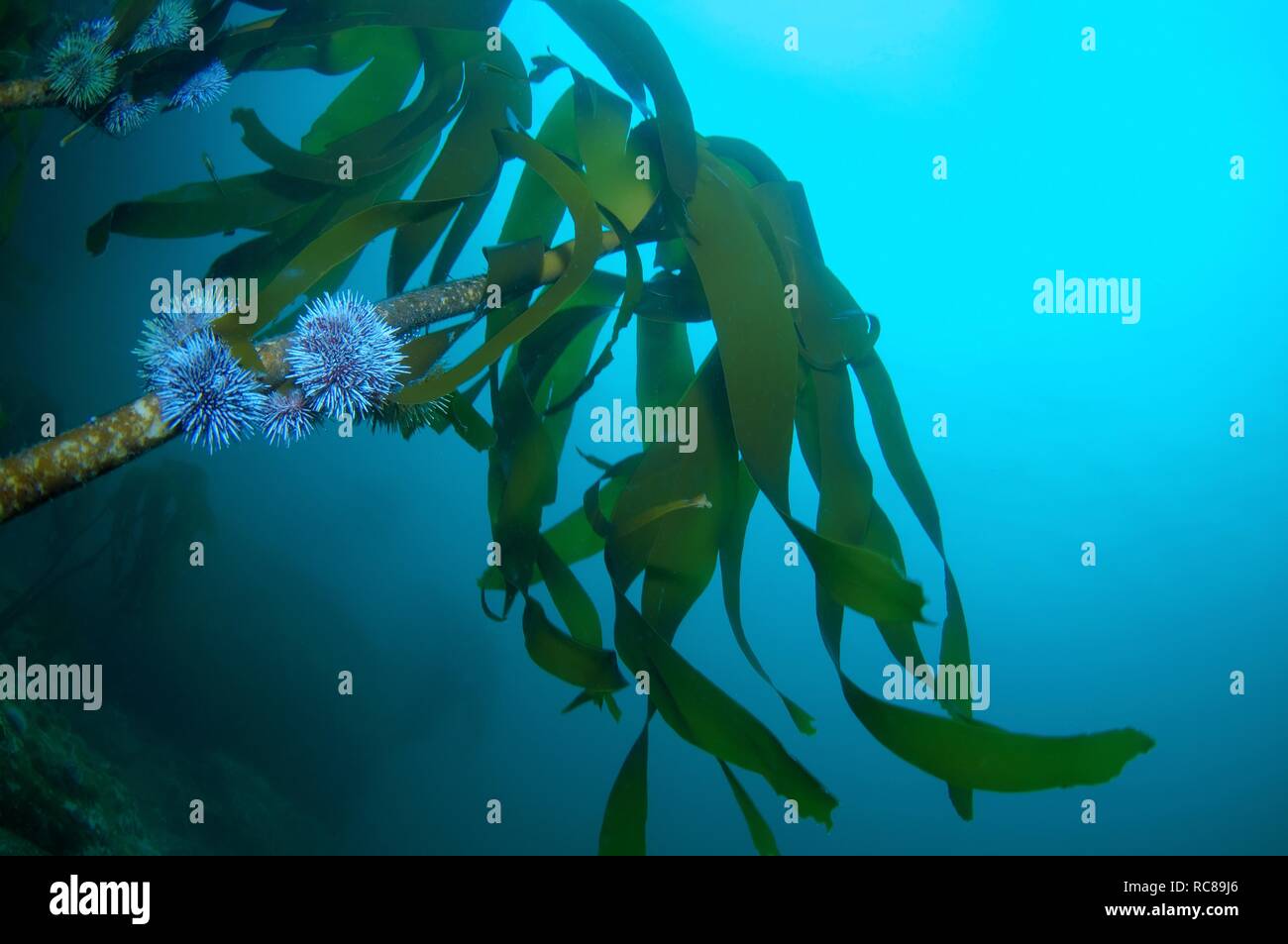 Blade kelp (Laminaria hyperborea), Barents Sea, Russia, Arctic Stock ...