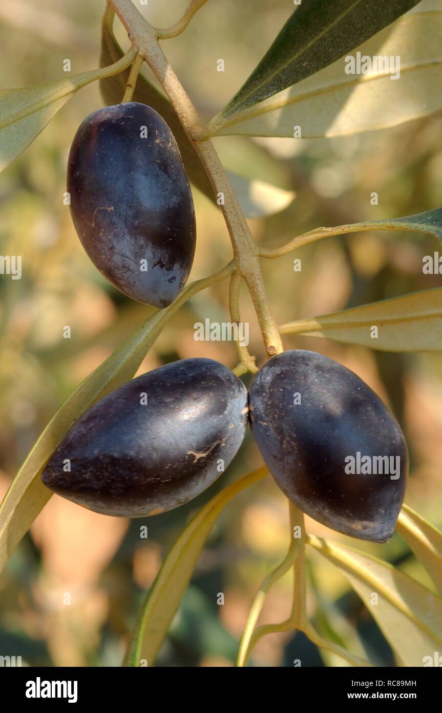 Olives (Olea europaea) on tree, Greece, Europe Stock Photo - Alamy