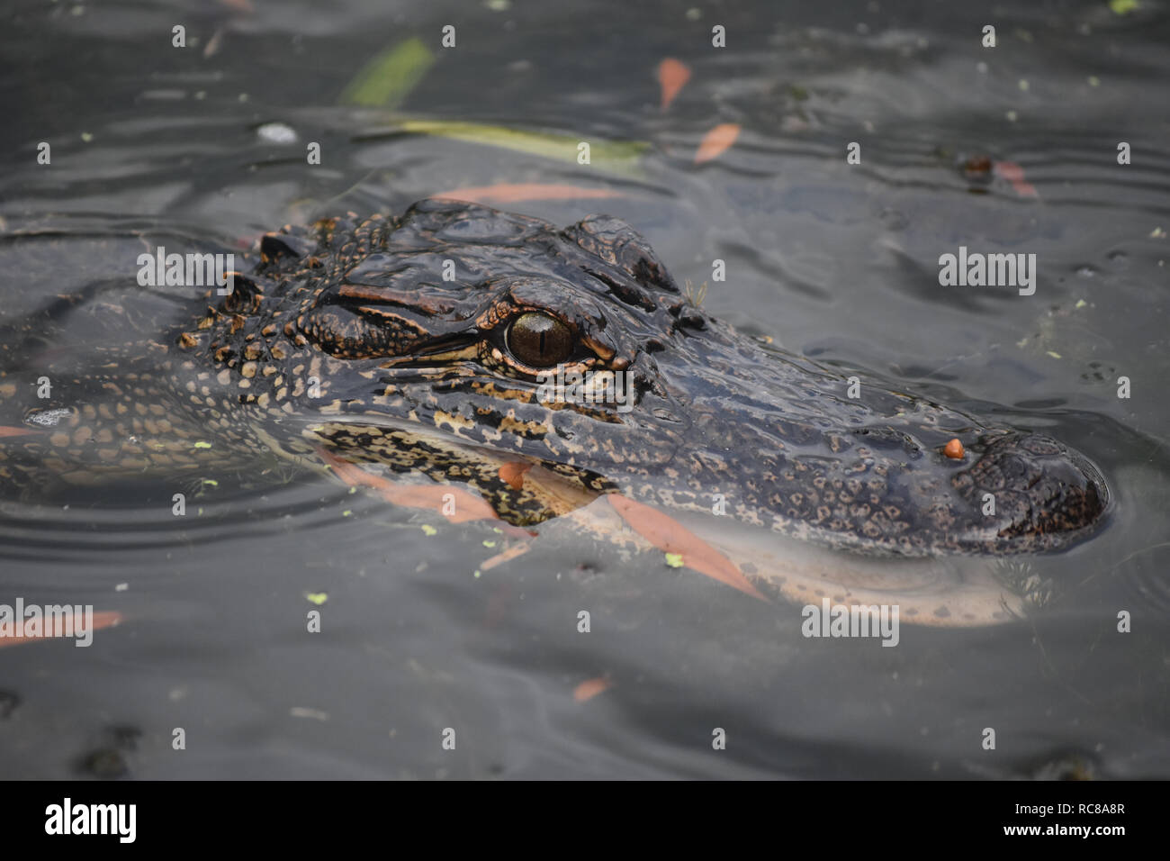 Close up look into the face and eyes of an alligator Stock Photo - Alamy