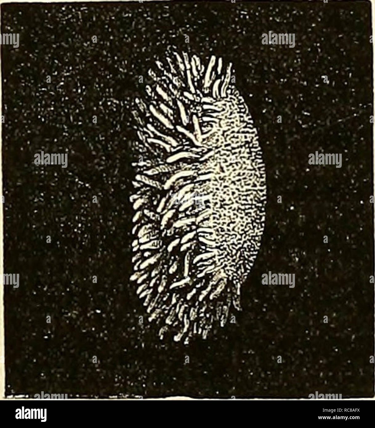 . Embryologie, ou, TraitÃ© complet du dÃ©veloppement de l'homme et des ...
