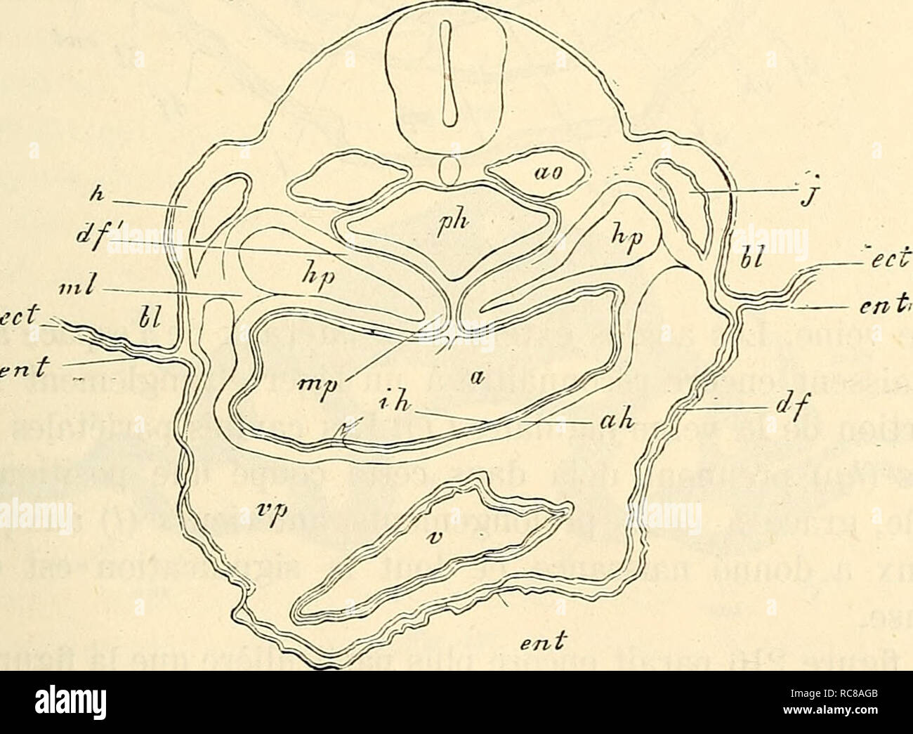 Aorte descendante hi-res stock photography and images - Alamy