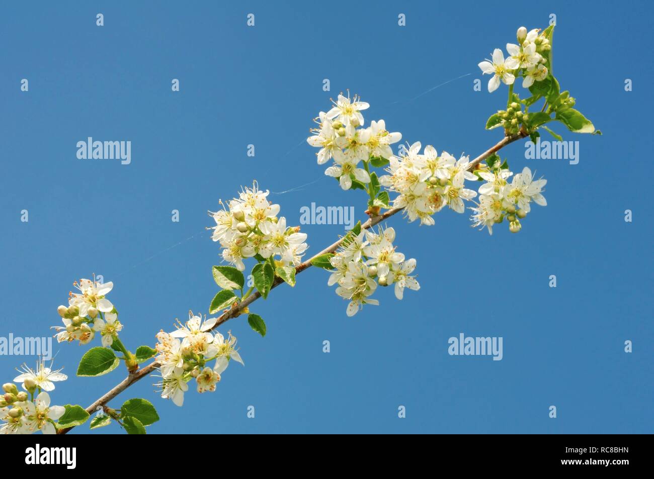Blossoming Wild cherry (Prunus avium), Ukraine, Eastern Europe Stock ...