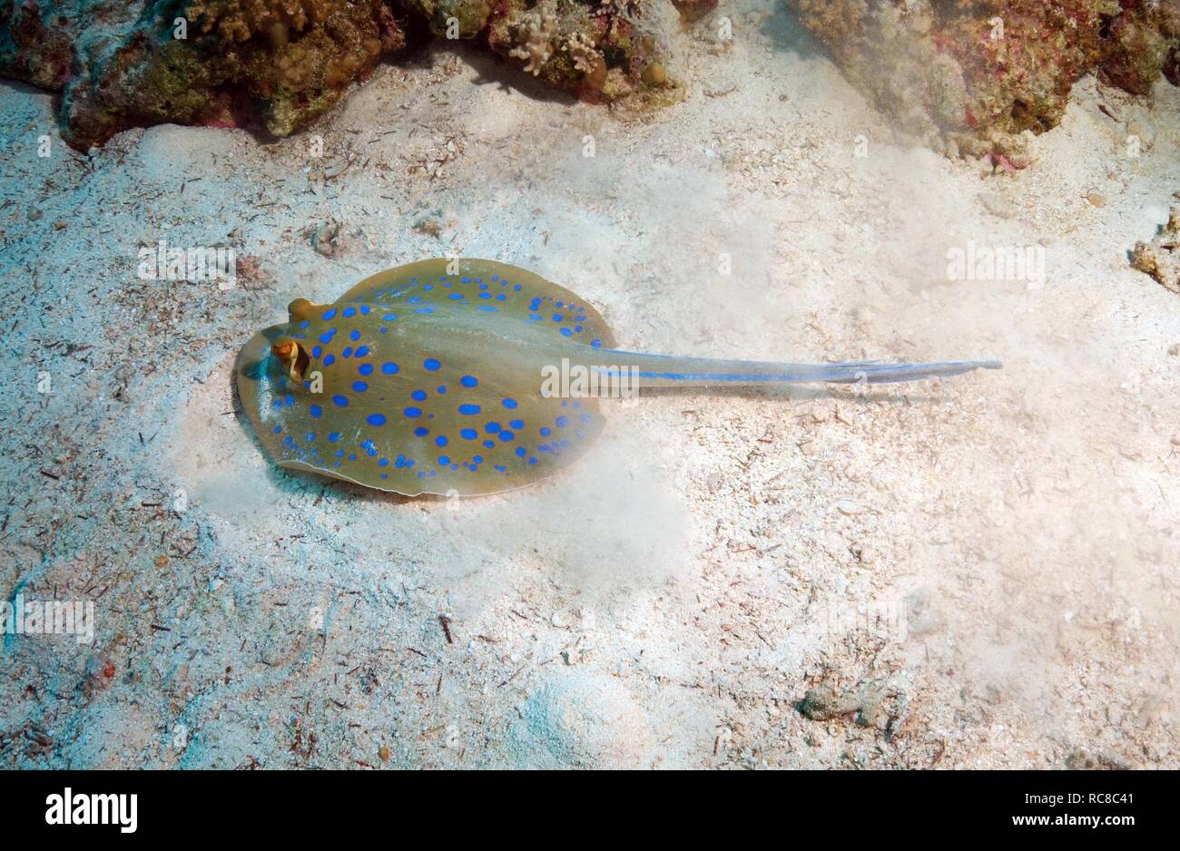 Blue spotted stingray (Taeniura lymma), Red Sea, Egypt, Africa Stock ...