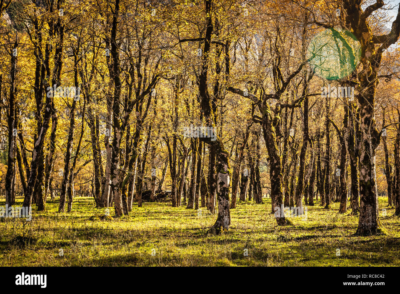 Forest of ancient maple trees, Karwendel region, Hinterriss, Tirol ...