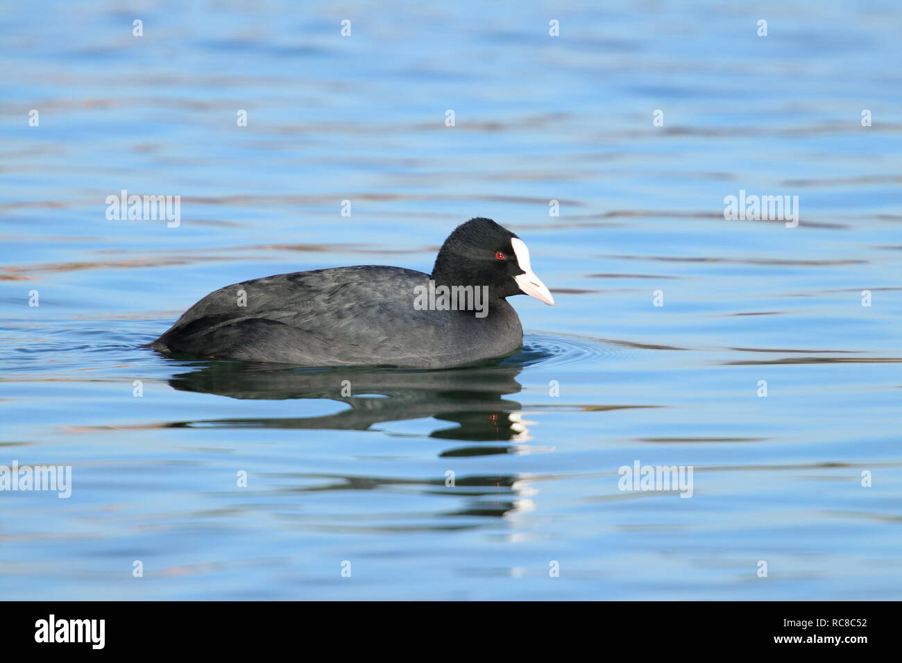 Coot in water Stock Photo - Alamy