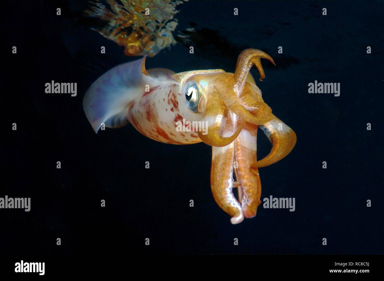 Bigfin reef squid (Sepioteuthis lessoniana), Red Sea, Egypt, Africa ...